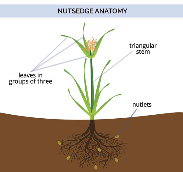 NUTGRASS WILL DRIVE YOU NUTS | Baxter Gardens West - Baxter Gardens West